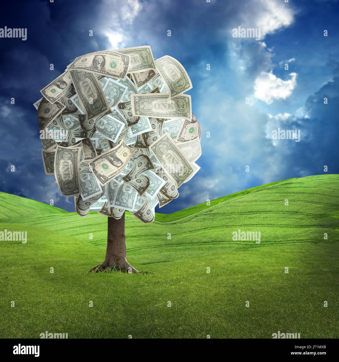 Green dollar tree growing hi-res stock photography and images - Alamy