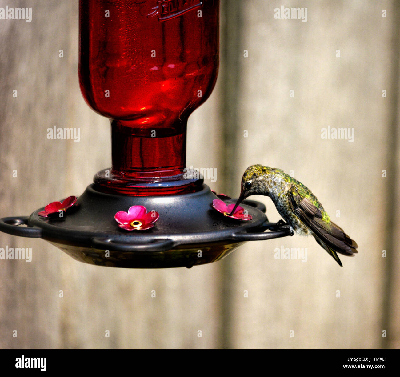 Ana humingbird hi-res stock photography and images - Alamy