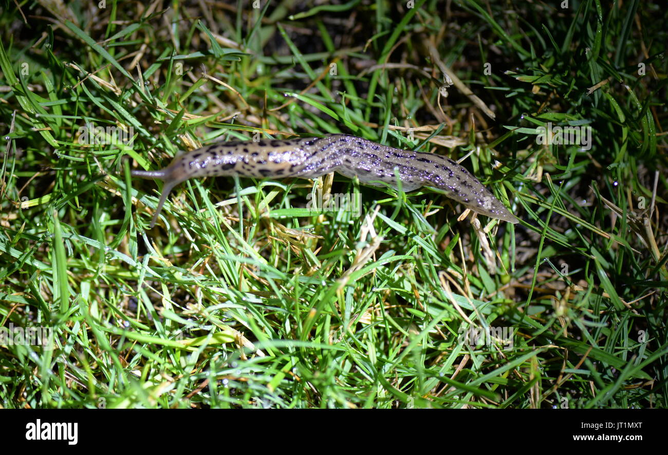Pacific northwest slug hi-res stock photography and images - Alamy