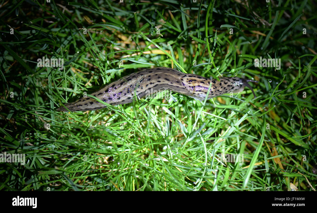 Pacific northwest slug hi-res stock photography and images - Alamy