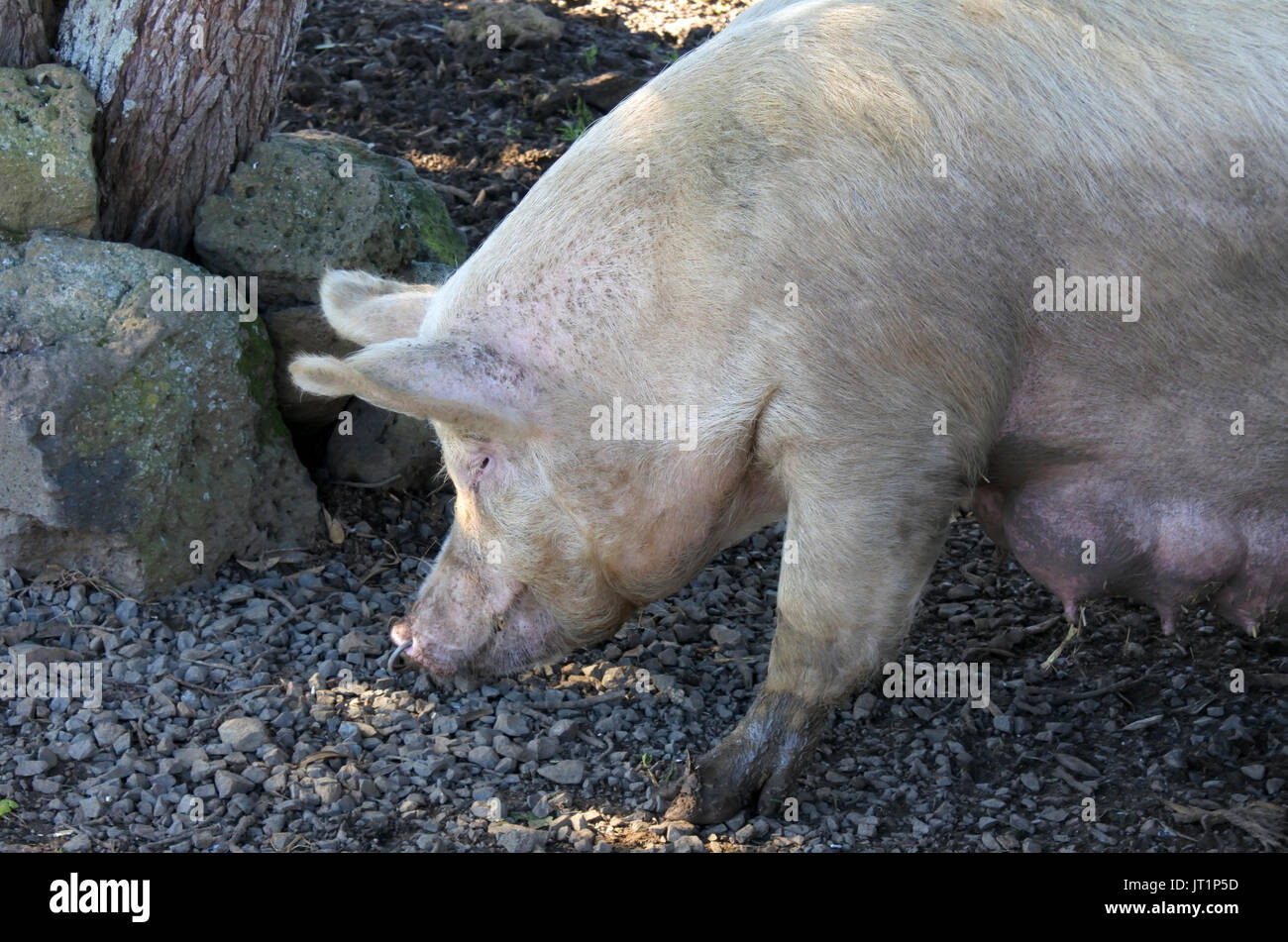 Pig Eating Grass High Resolution Stock Photography and Images - Alamy
