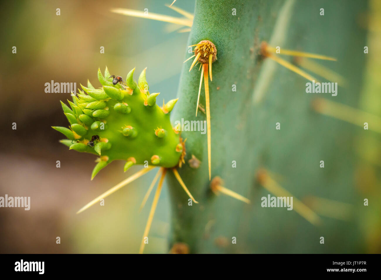 Closeup of a Prickly Pear Cactus, showing new growth, insects and vivid ...