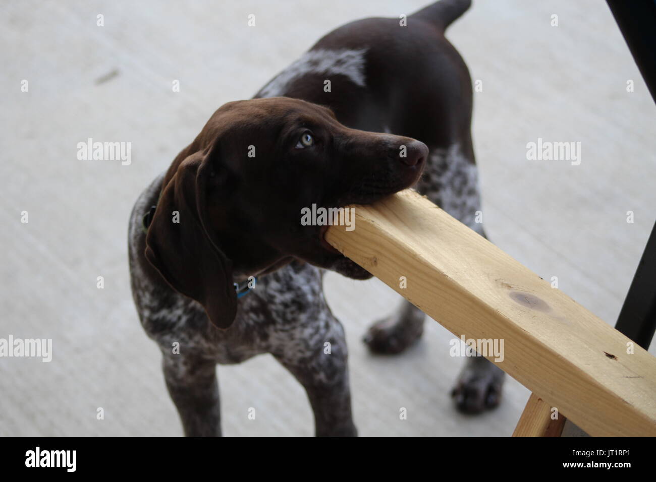 Gsp dog hi-res stock photography and images - Alamy