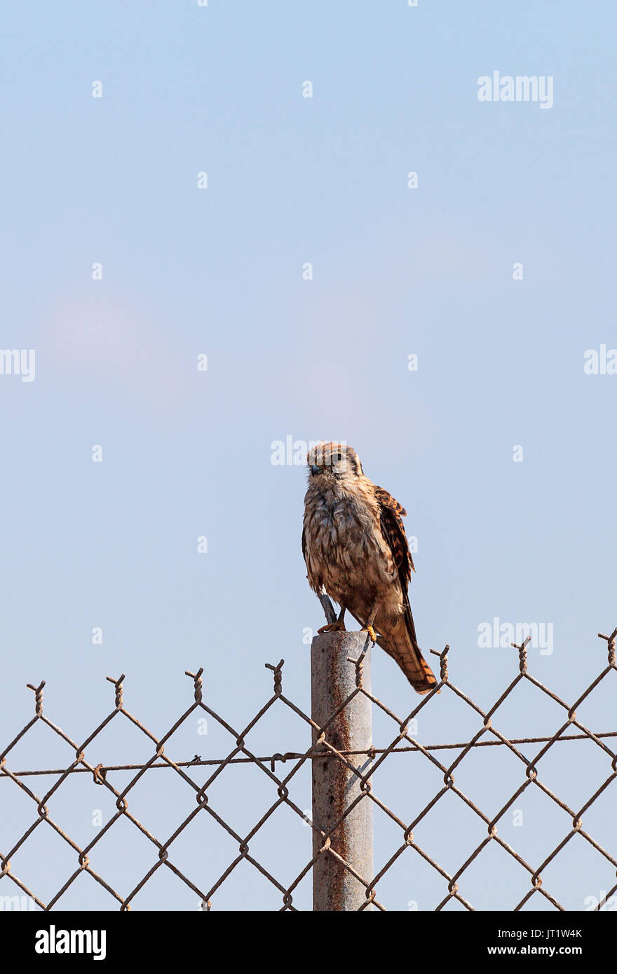 Merlin Falco columbarius bird of prey perches on a post in the Bolsa ...