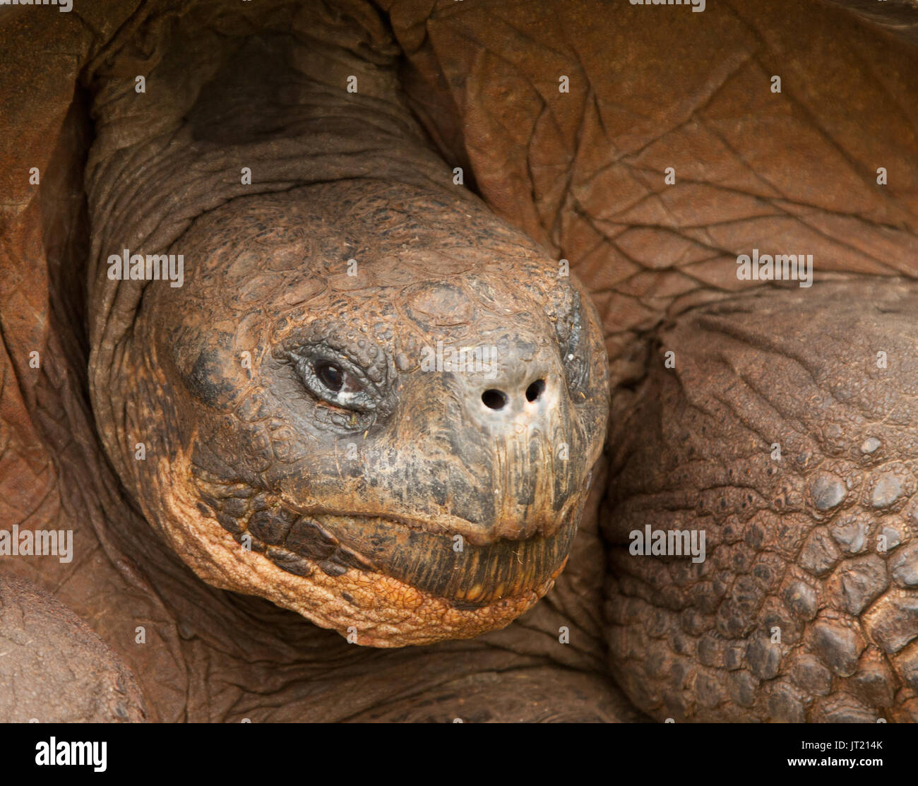 Giant tortoise face on galapagos hi-res stock photography and images ...