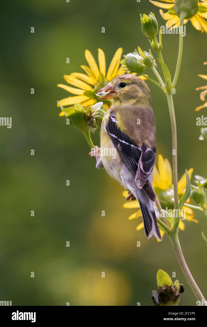 Female goldfinch hi-res stock photography and images - Alamy