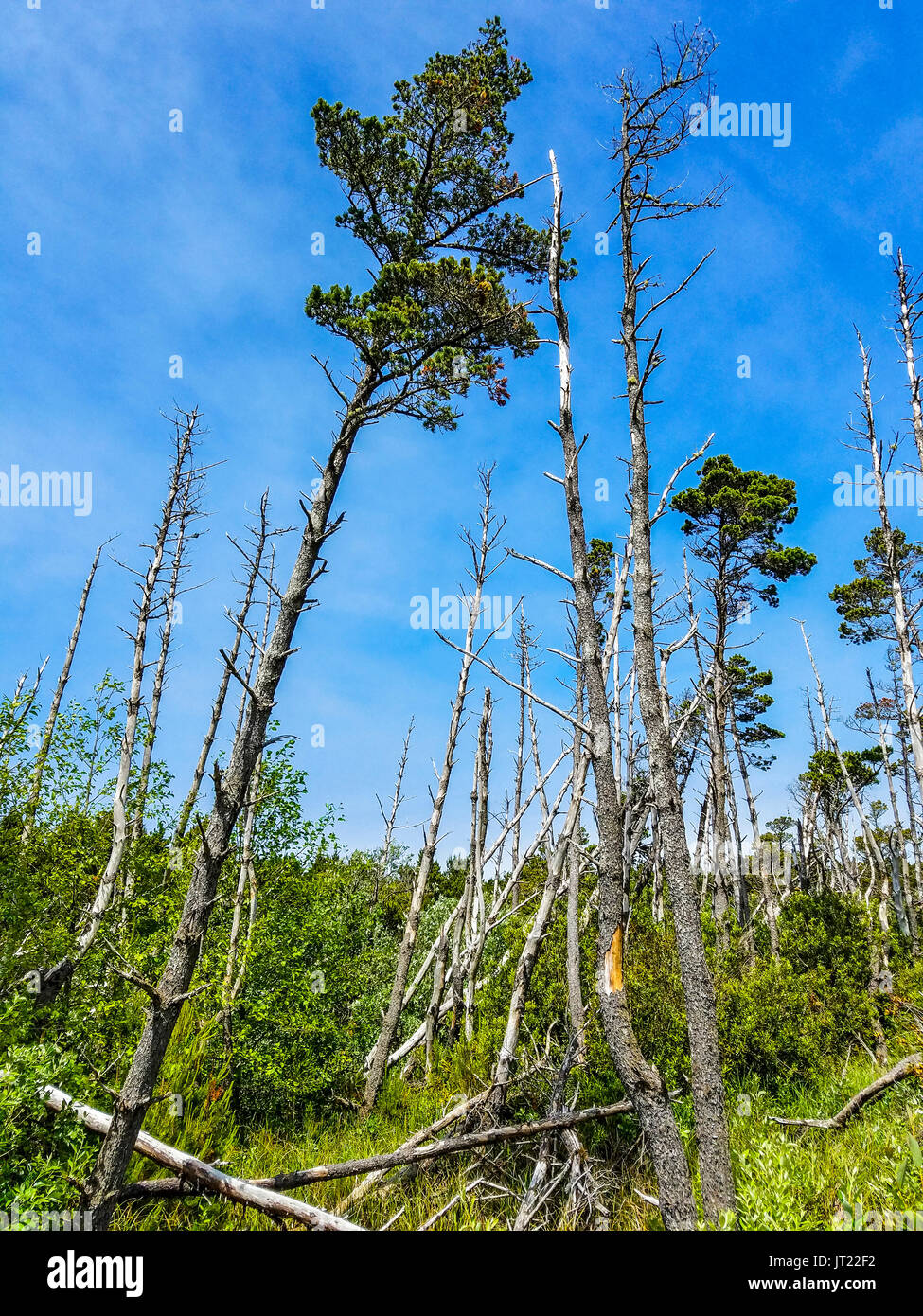 Trees are still stripped of leaves from a 2007 storm at end of Fort to ...