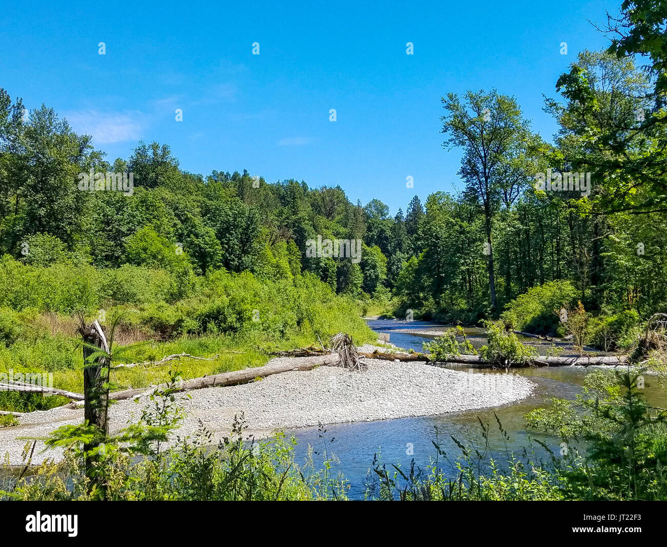 Cedar River near Renton, Washington. Low water level. Downed tree ...
