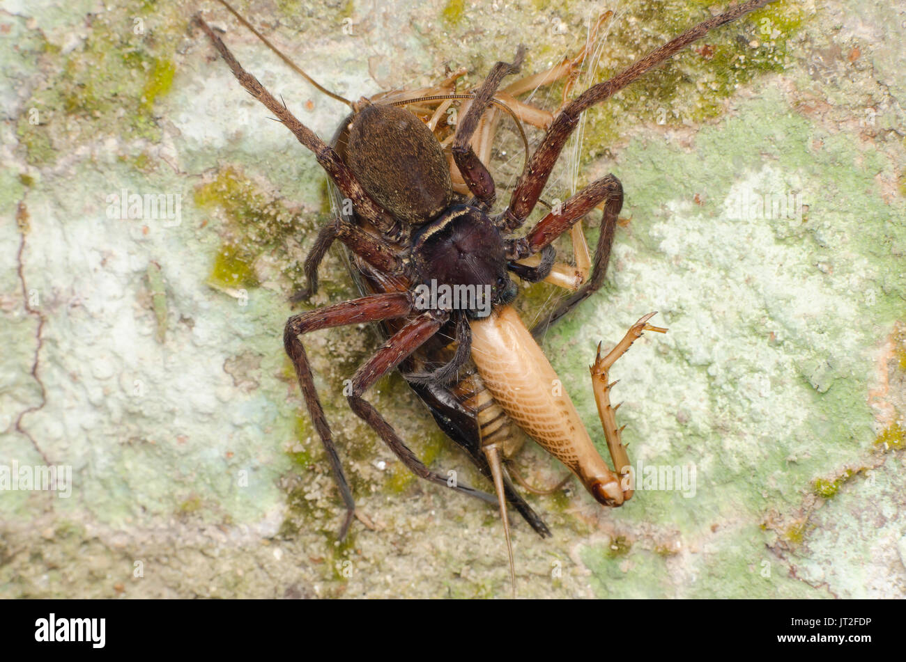 Yellow huntsman spider hi-res stock photography and images - Alamy