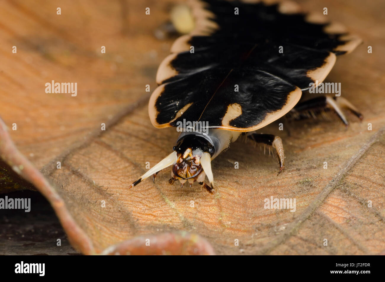 Firefly Larva High Resolution Stock Photography and Images - Alamy