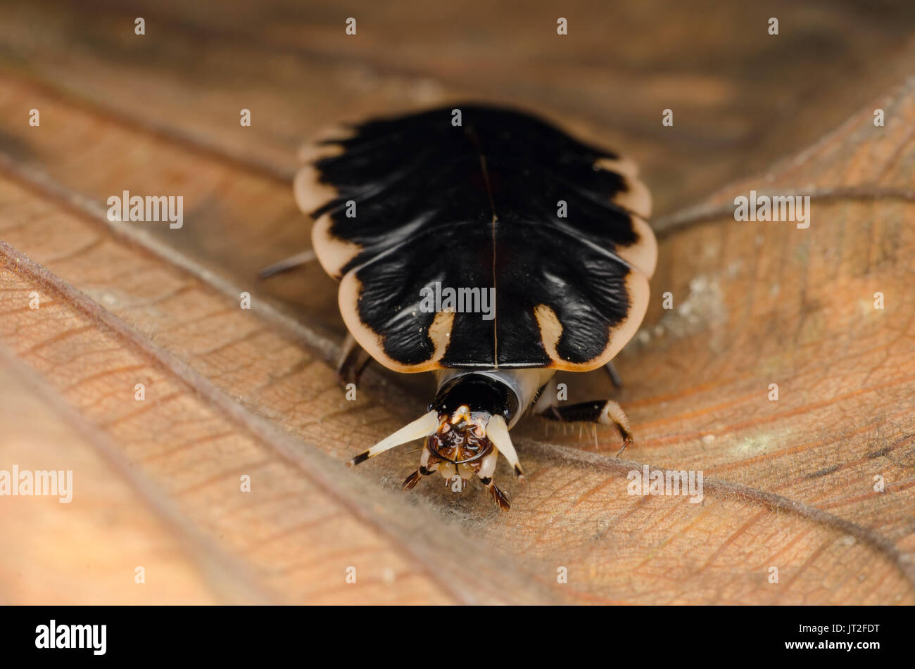 closeup firefly larvae head Stock Photo - Alamy