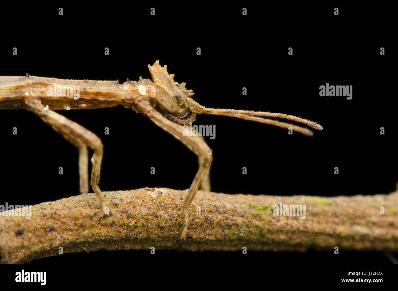 Walking stick insect on white hi-res stock photography and images - Alamy