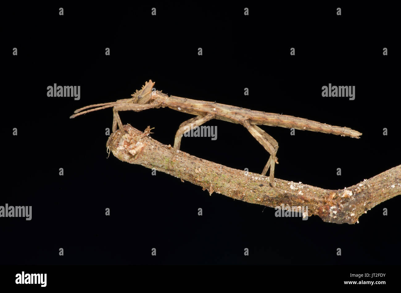Phasmatodea Stock Photos & Phasmatodea Stock Images - Alamy
