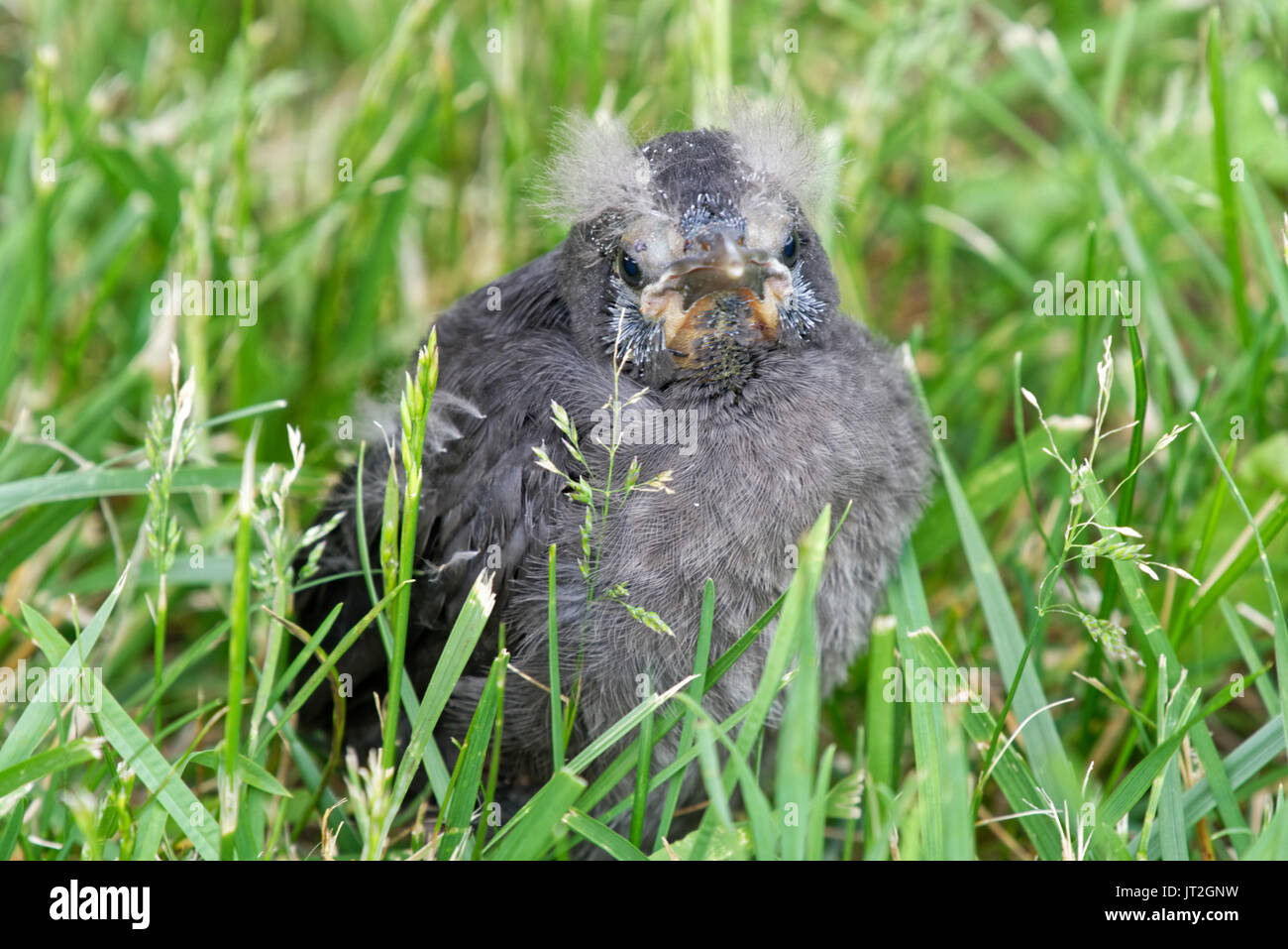 Grumpy Baby High Resolution Stock Photography and Images - Alamy