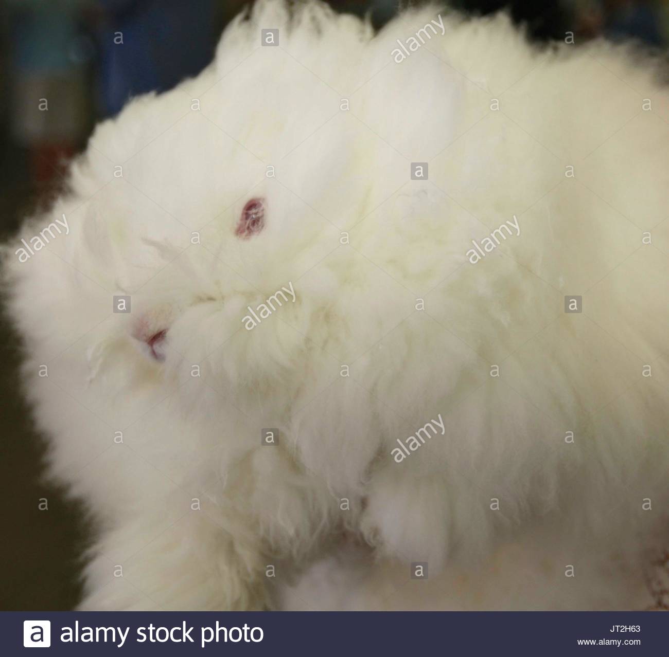 Angora Rabbit Stock Photos & Angora Rabbit Stock Images - Alamy