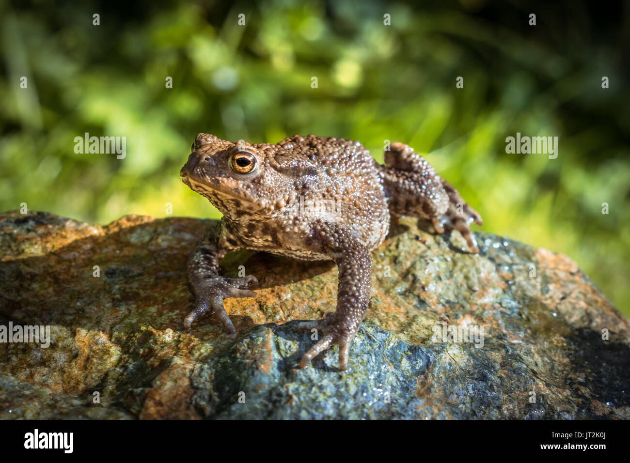 Amphibian, Common British Toad / Frog Stock Photo - Alamy