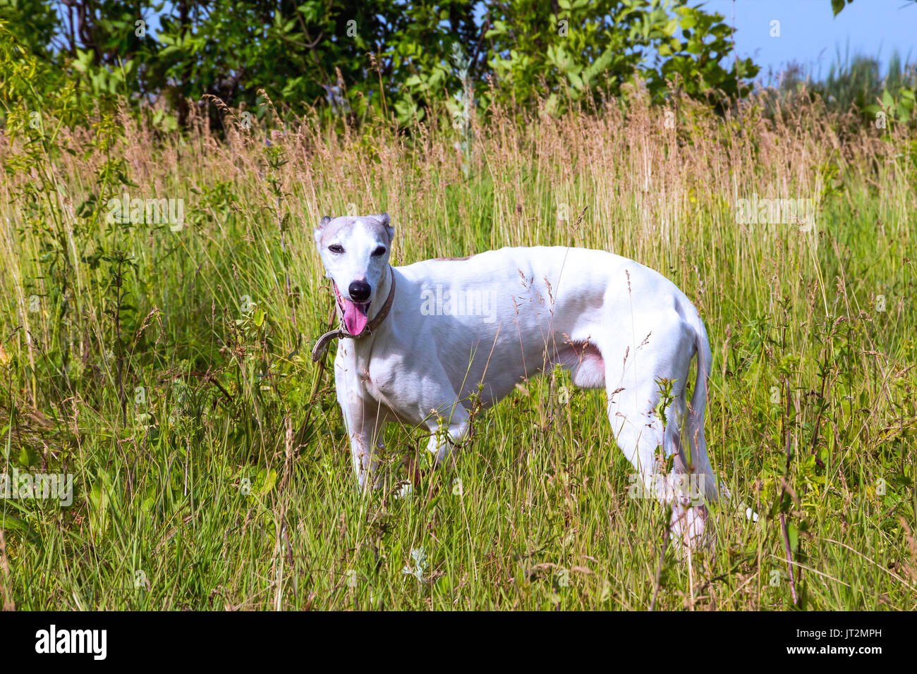 English greyhound on a green meadow Stock Photo - Alamy