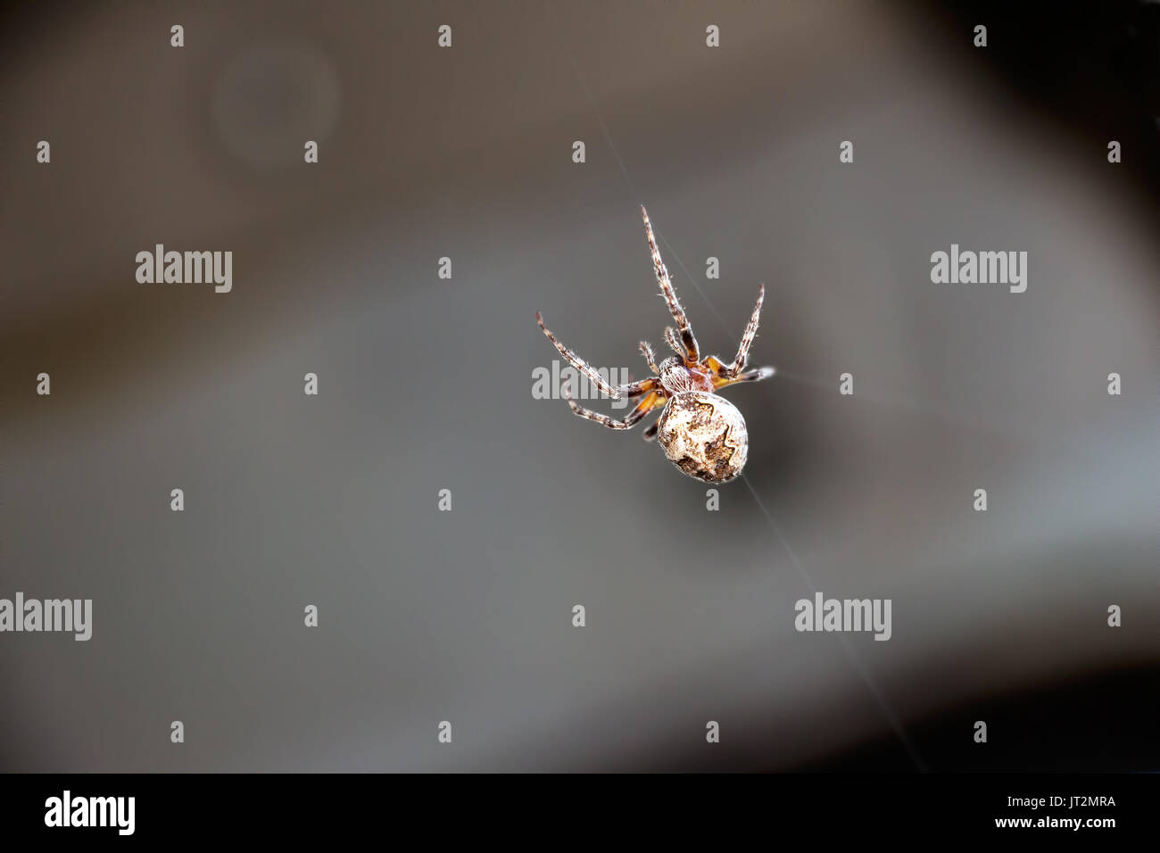 Spider on a dark background Stock Photo - Alamy