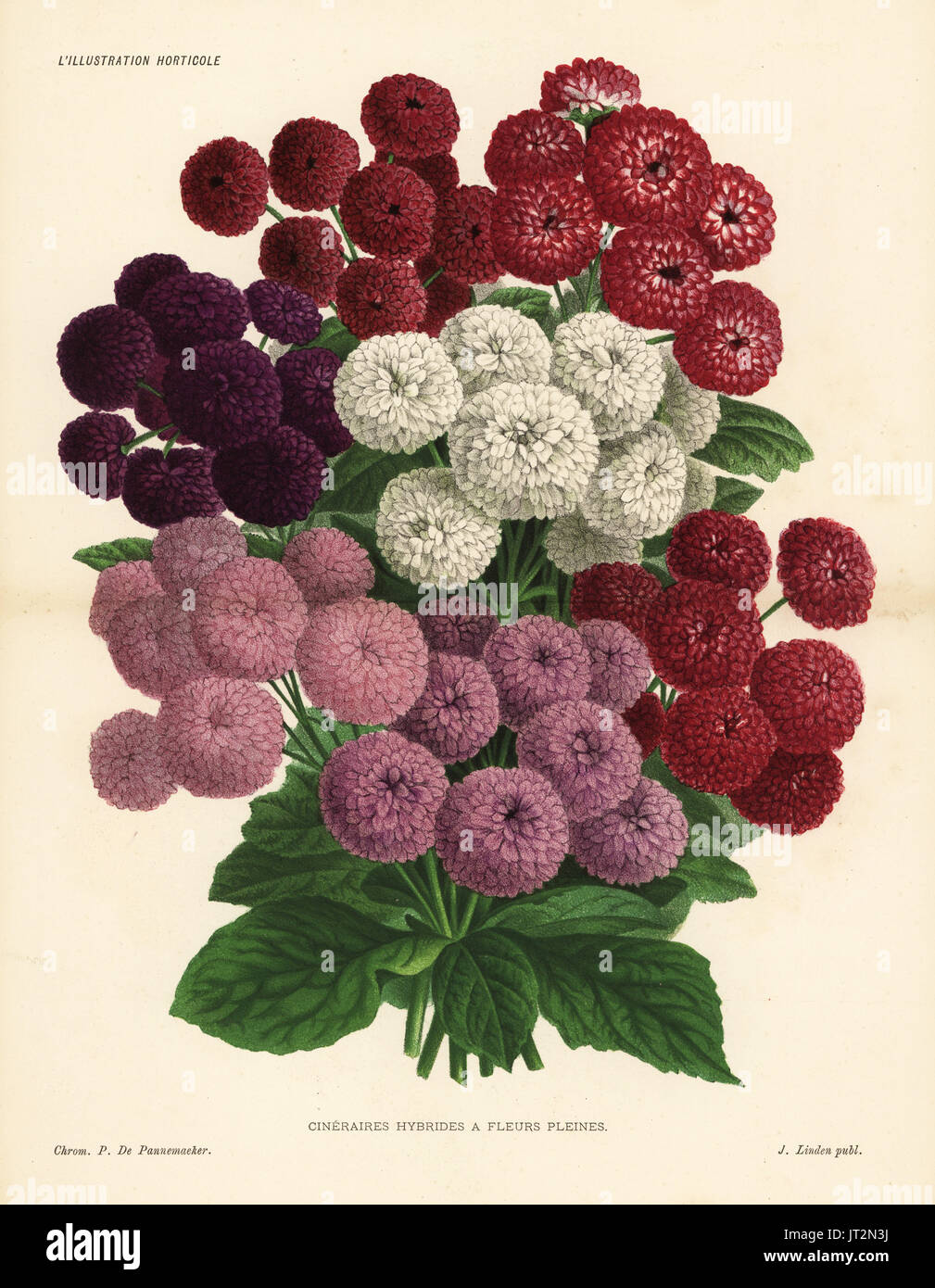 Pericallis cruenta (Cineraria) hybrids raised by Frederic Forckel ...