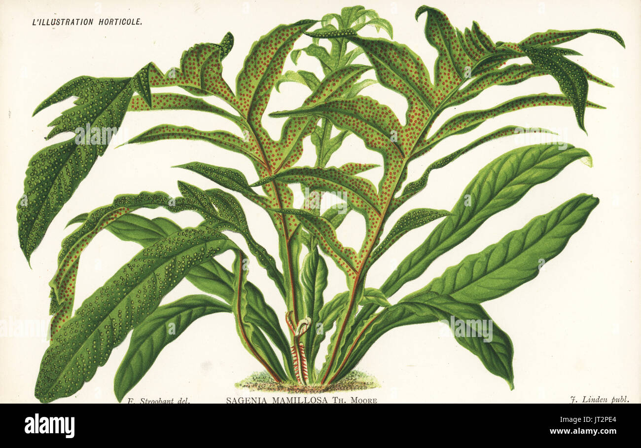 Unresolved species of halberd fern, Sagenia mamillosa. Chromolithograph ...