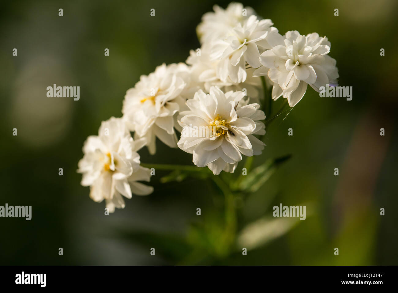 Beautiful white flowers growing in the garden. Vibrant summer scenery ...