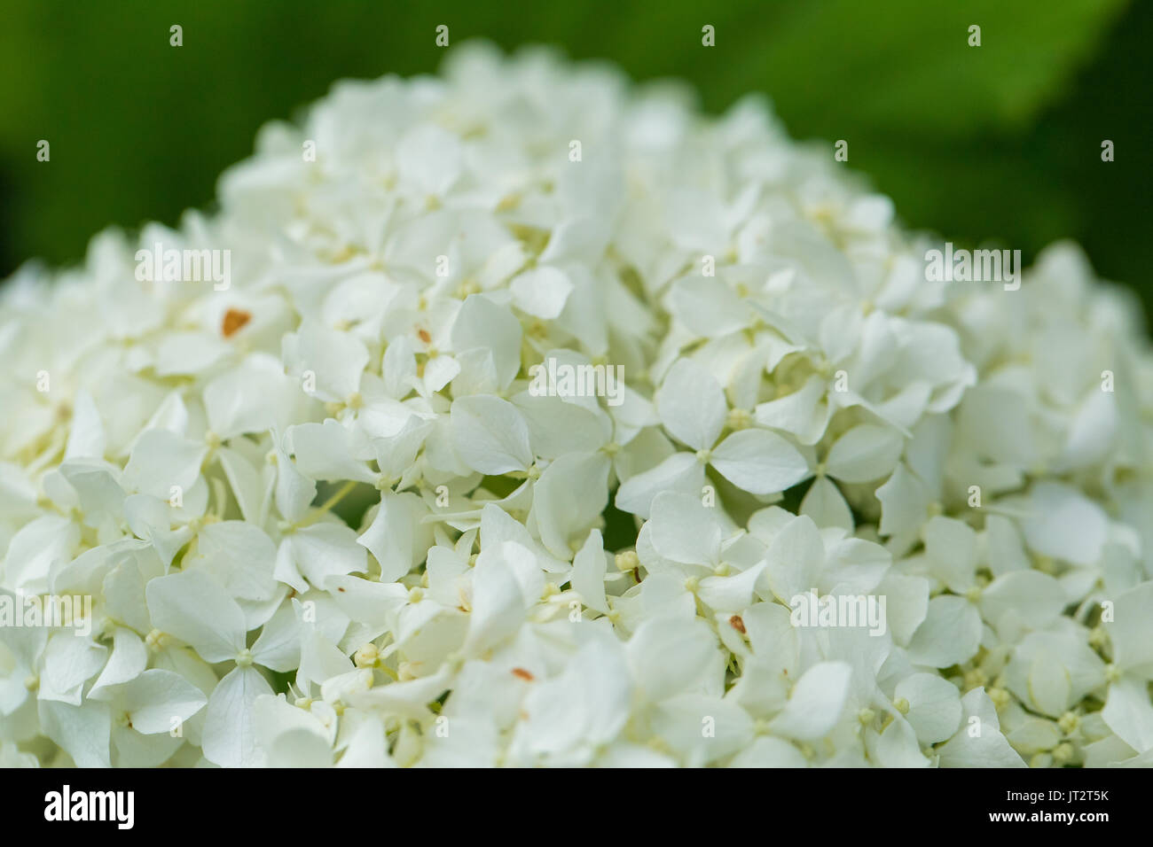 Beautiful white flowers growing in the garden. Vibrant summer scenery ...