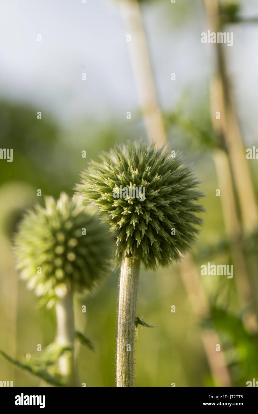 A beautiful decorative thistle heads in the sunset light. Shallow depth ...