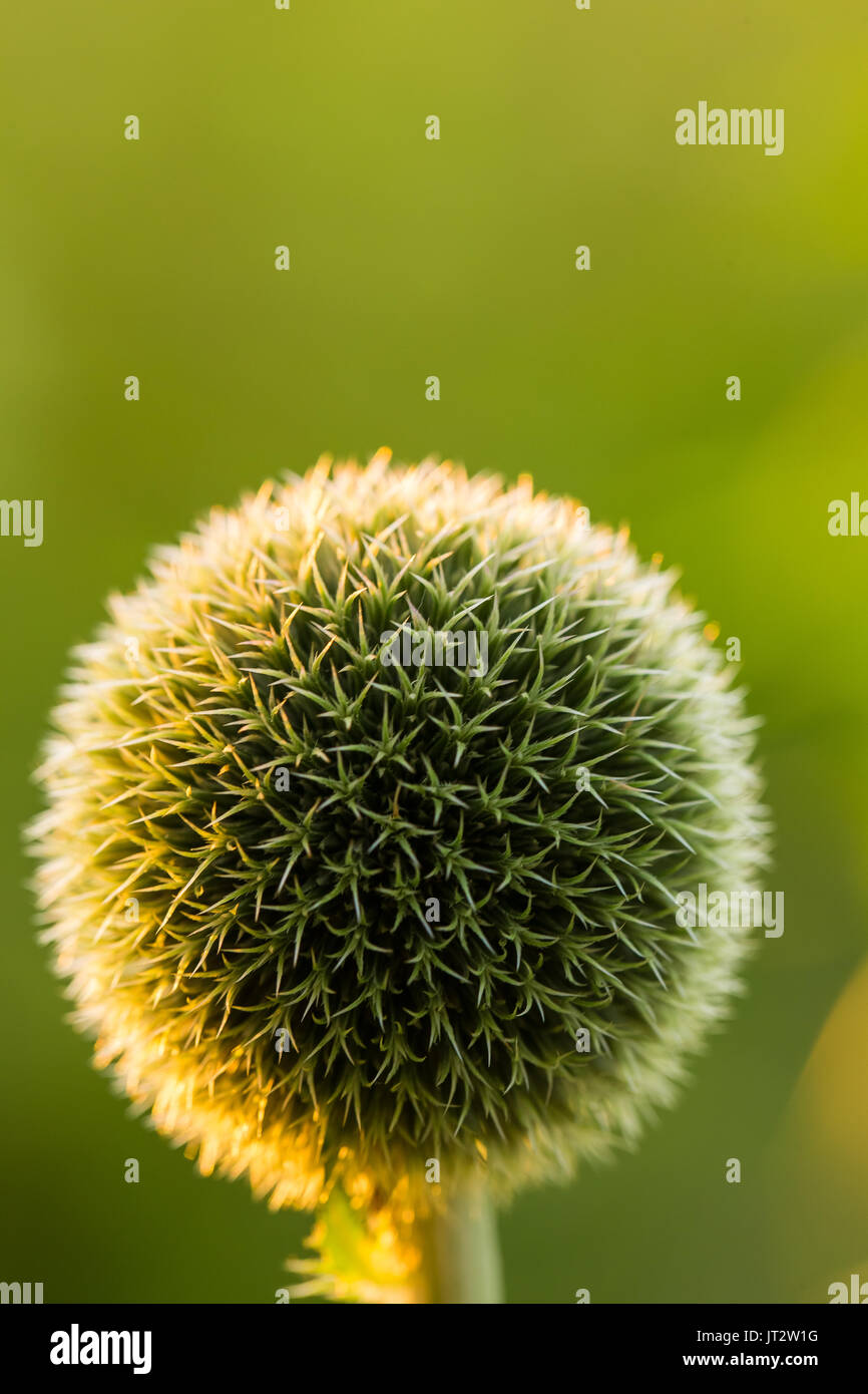 A beautiful decorative thistle heads in the sunset light. Shallow depth ...