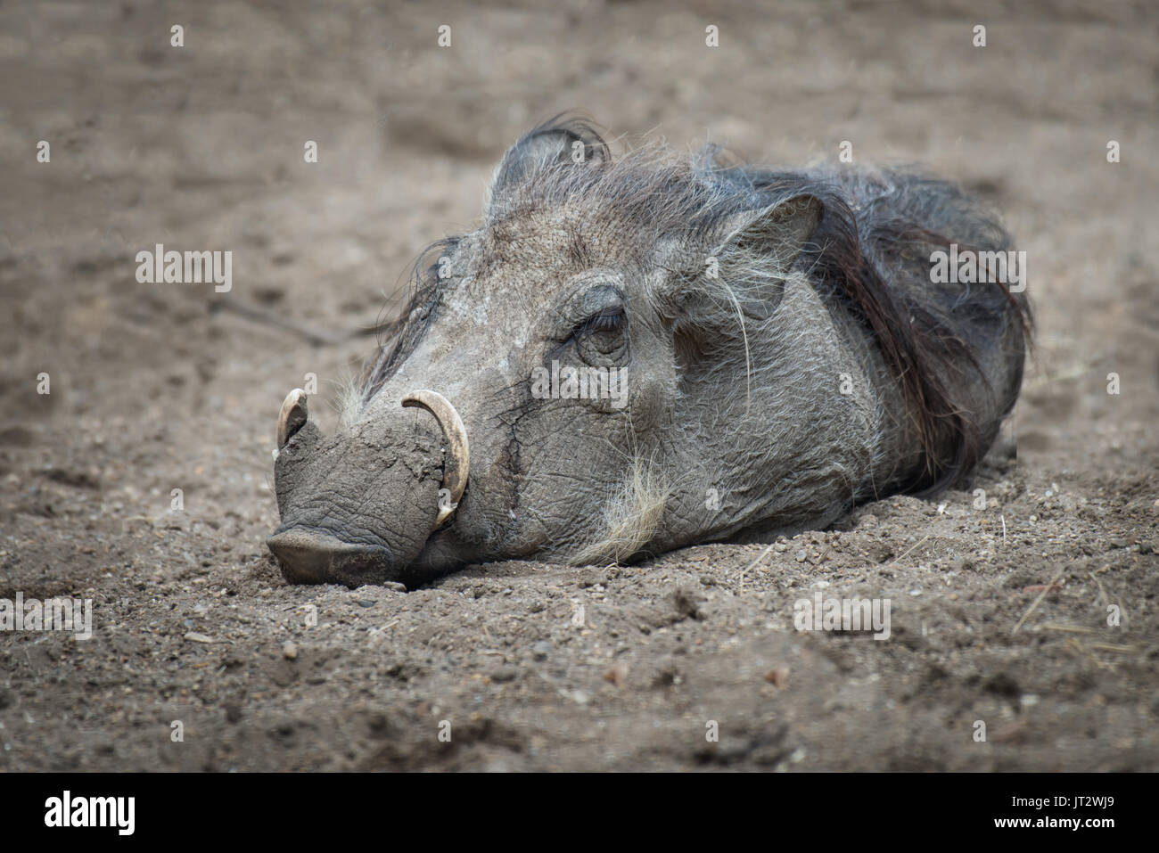 Wart hi-res stock photography and images - Alamy
