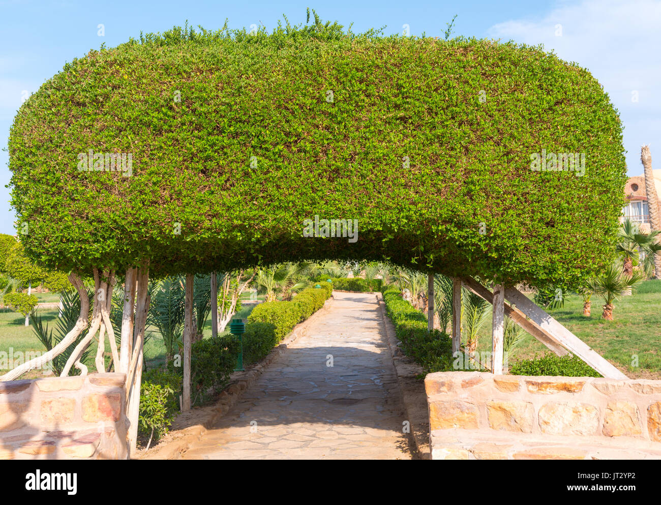 Arch made of bushes Stock Photo - Alamy