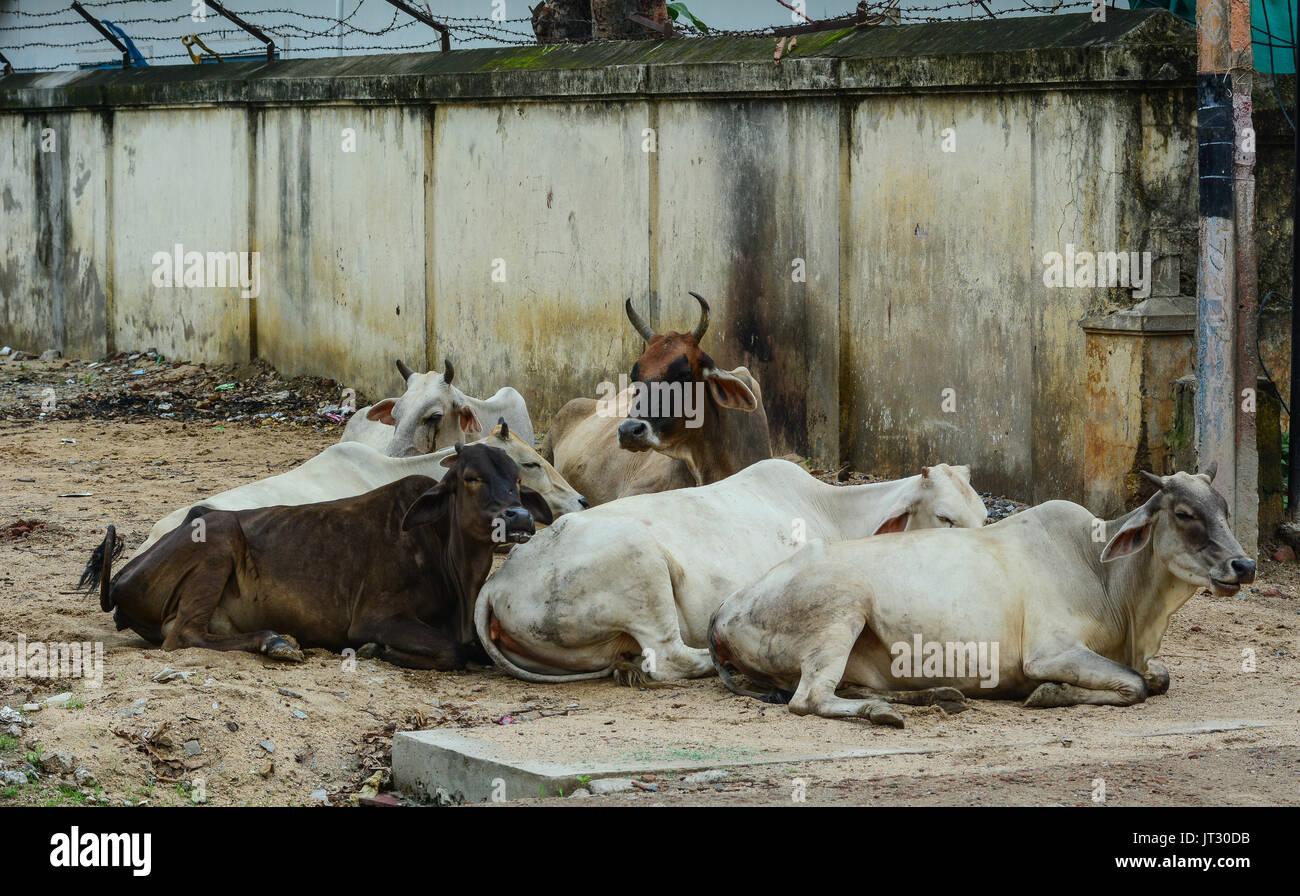 Holy cows on street in Bodhgaya, India. Bodh Gaya is a religious site ...