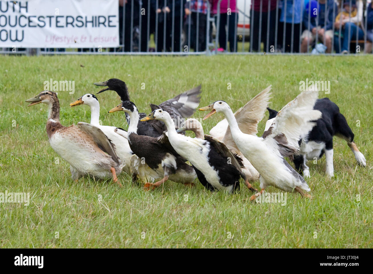 Indian runners hi-res stock photography and images - Alamy