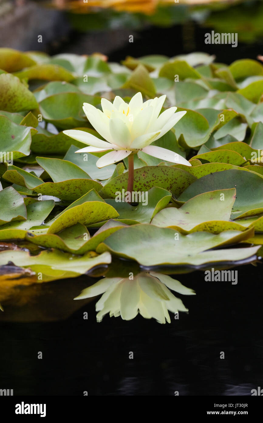 Lillypad hi-res stock photography and images - Alamy