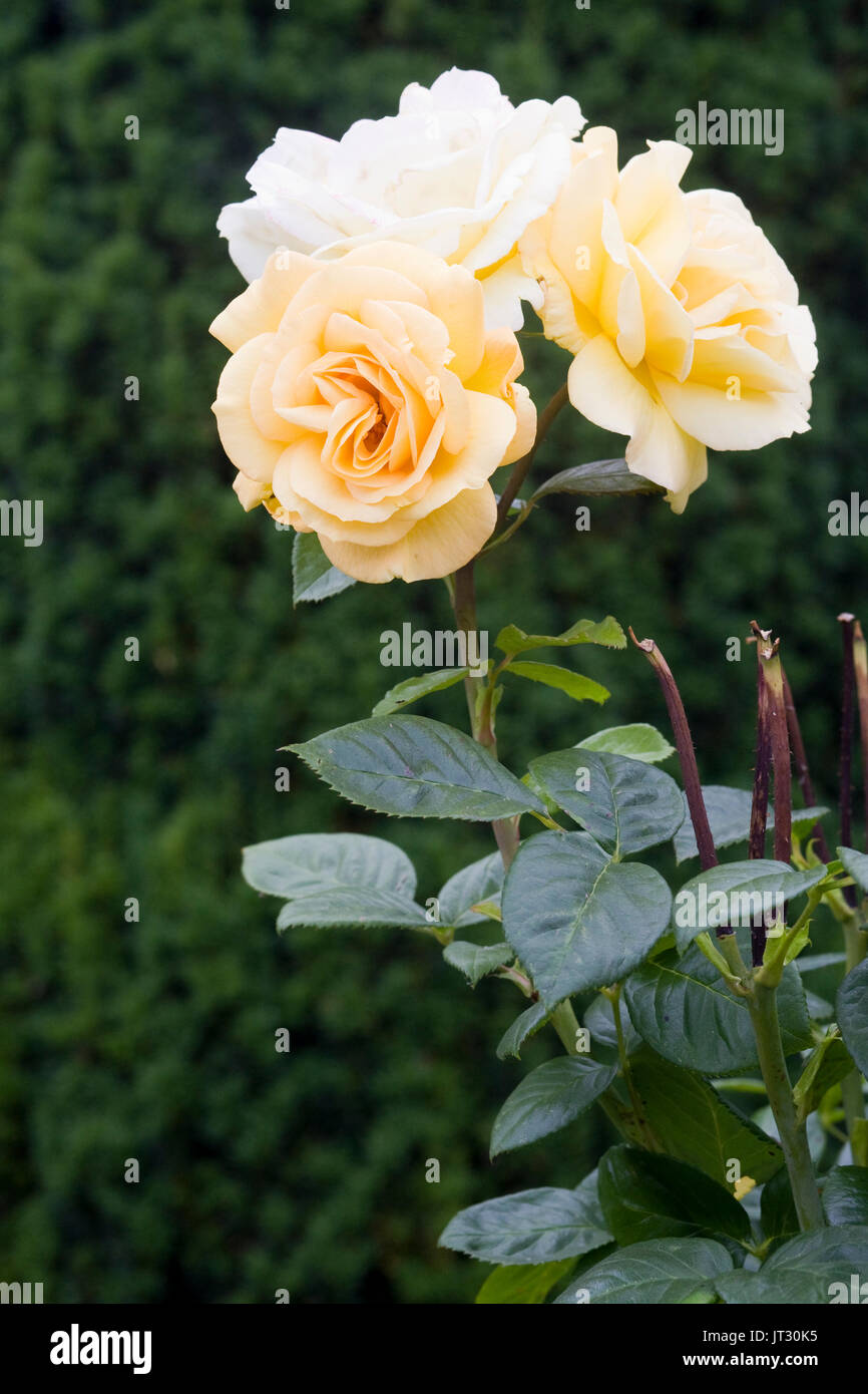 English Roses growing in the garden Stock Photo - Alamy