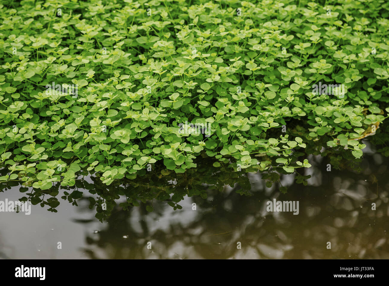 Dagou Creek park Stock Photo - Alamy