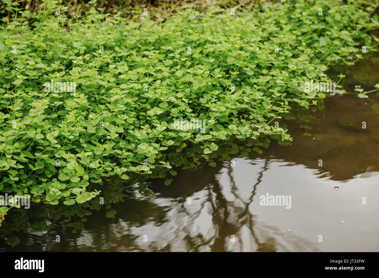 Dagou hi-res stock photography and images - Alamy