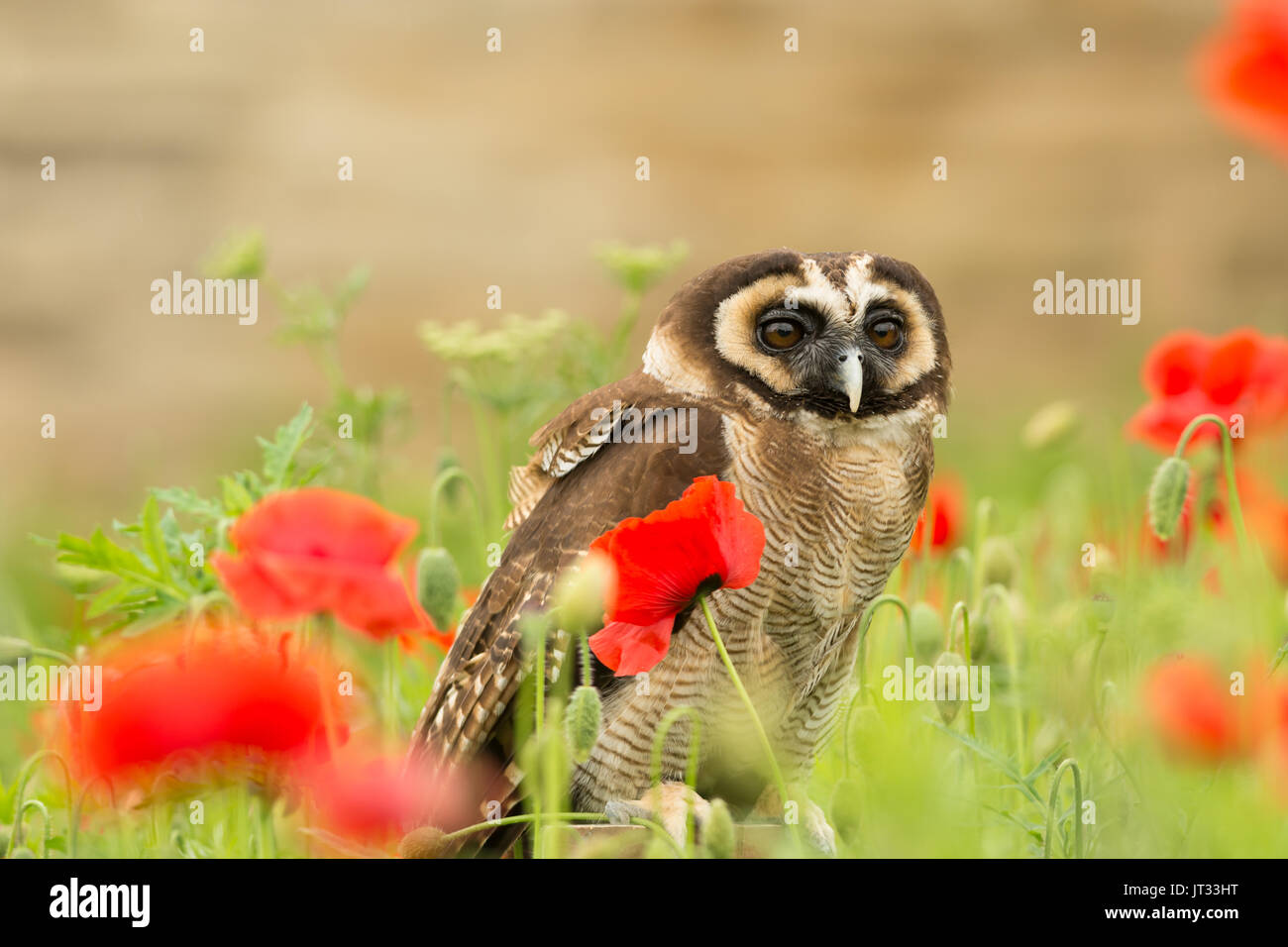 Asian brown wood owl hi-res stock photography and images - Alamy