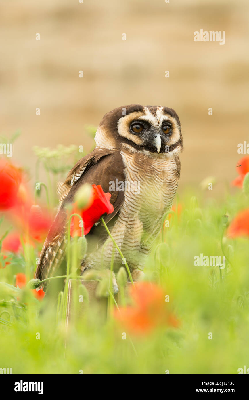 Asian Brown Wood Owl in Poppies Strix leptogrammica Stock Photo - Alamy