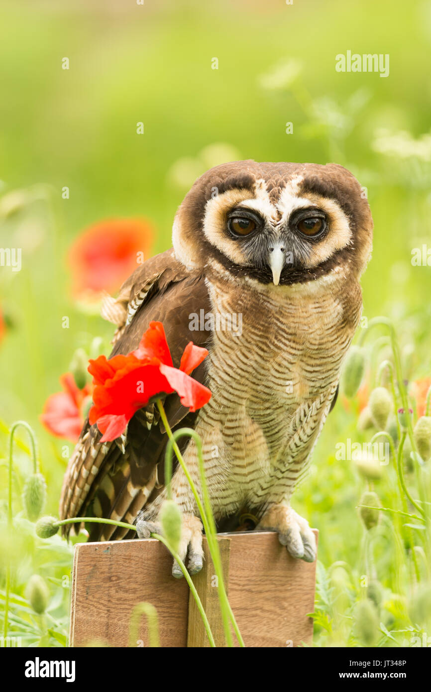 Asian Brown Wood Owl in Poppies Strix leptogrammica Stock Photo - Alamy