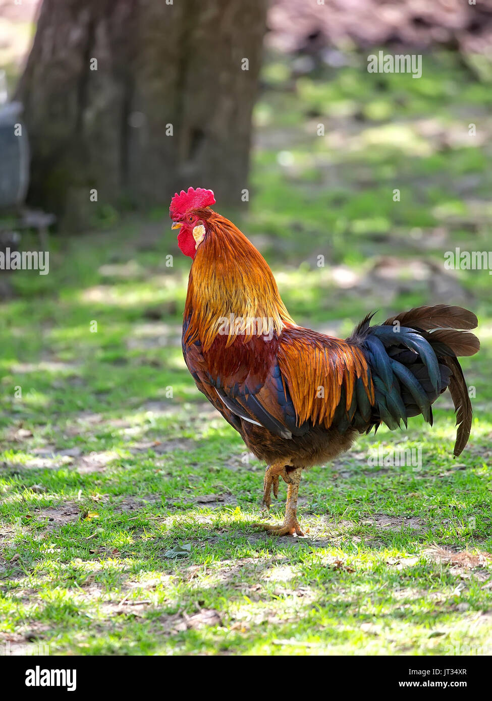 Rooster in a clearing Stock Photo - Alamy