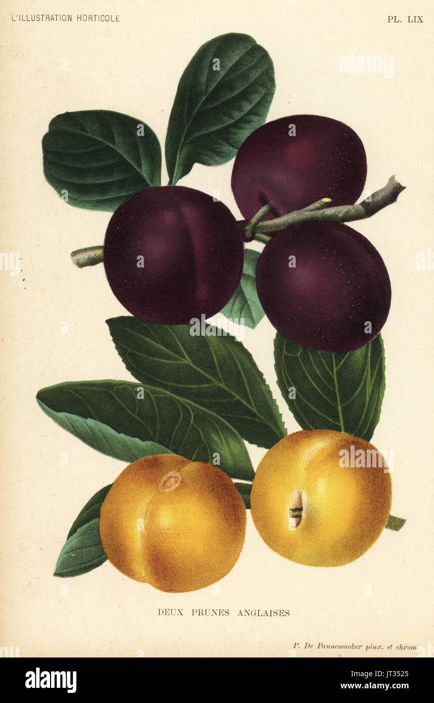 English plum varieties, Prince of Wales and Rivers' Early Transparent ...