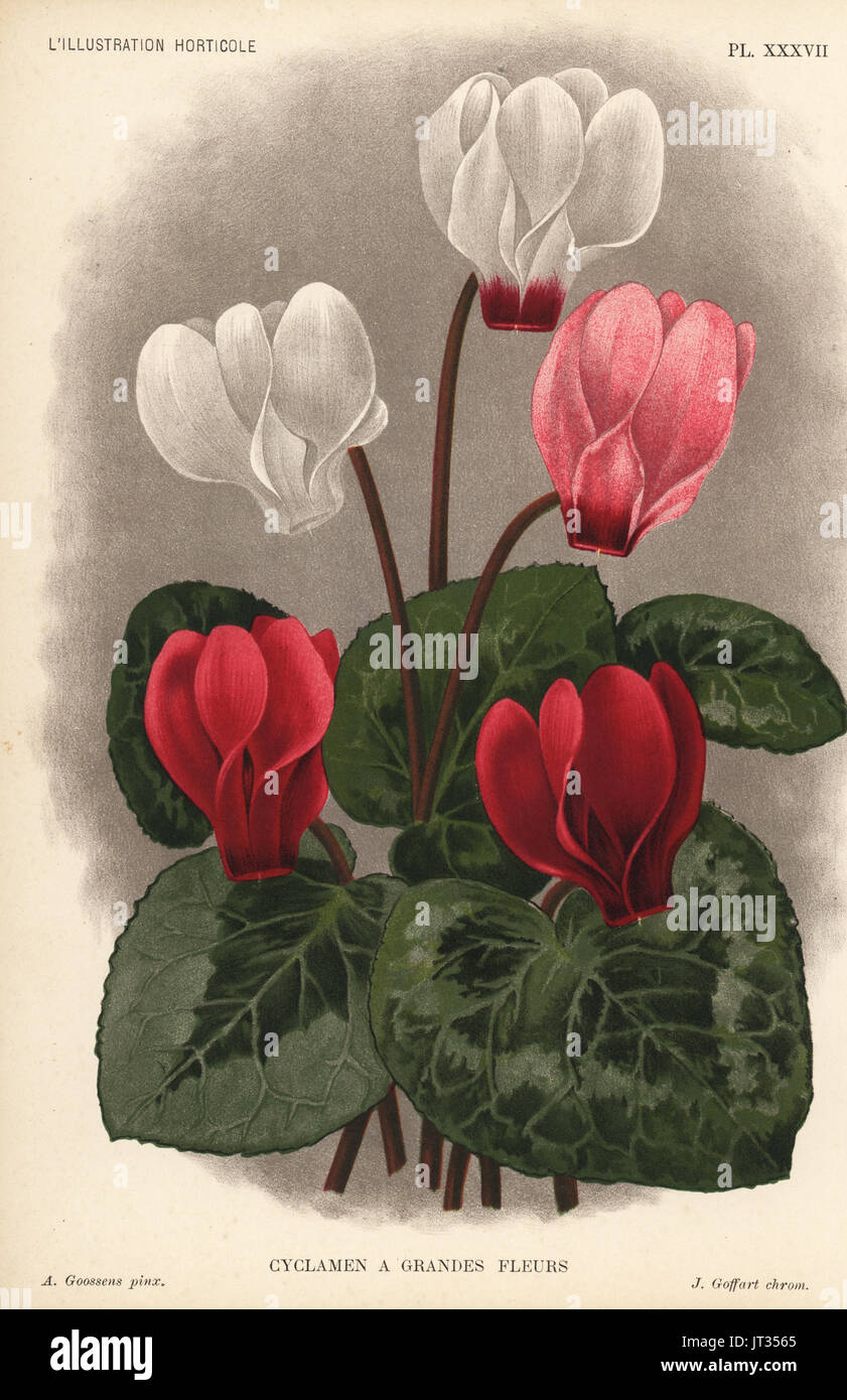 Large flowered cyclamen hybrid raised by C. Stoldt of Wandbeek ...