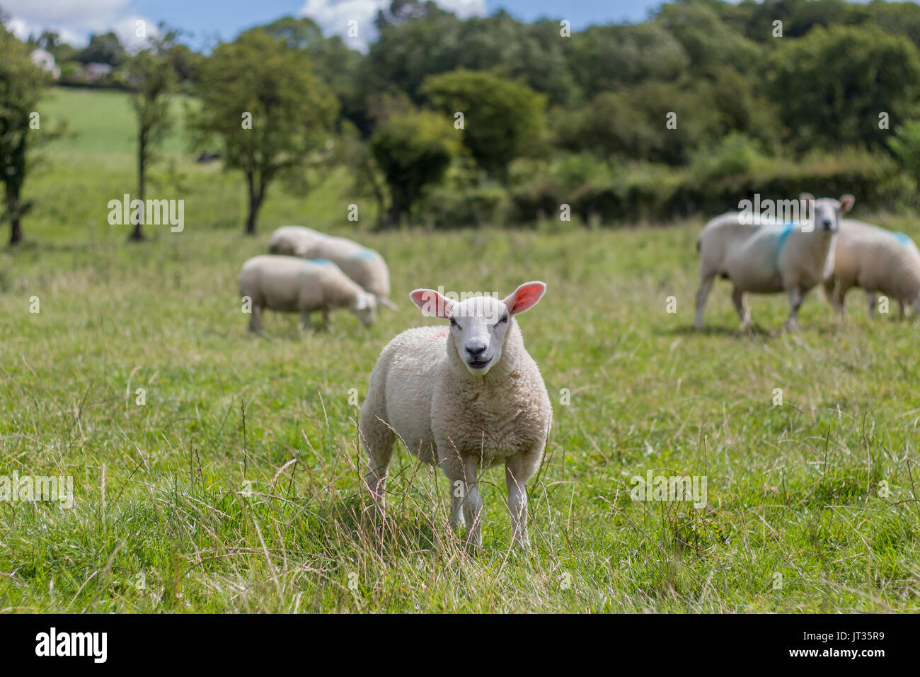 Sheep in a field / meadow / farmland grazing on the grass. One sheep looking curiously at the ...