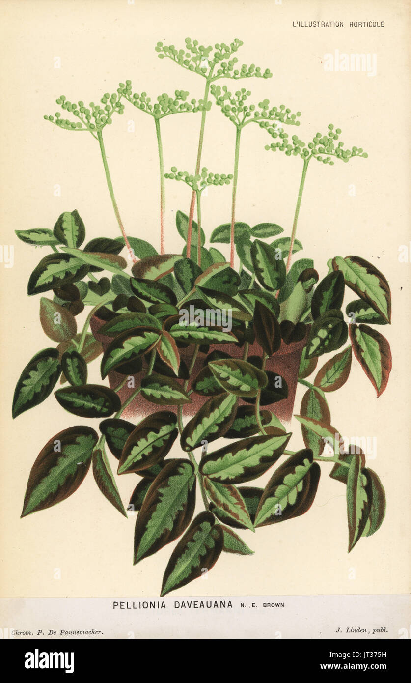 Pellionia daveauana hi-res stock photography and images - Alamy