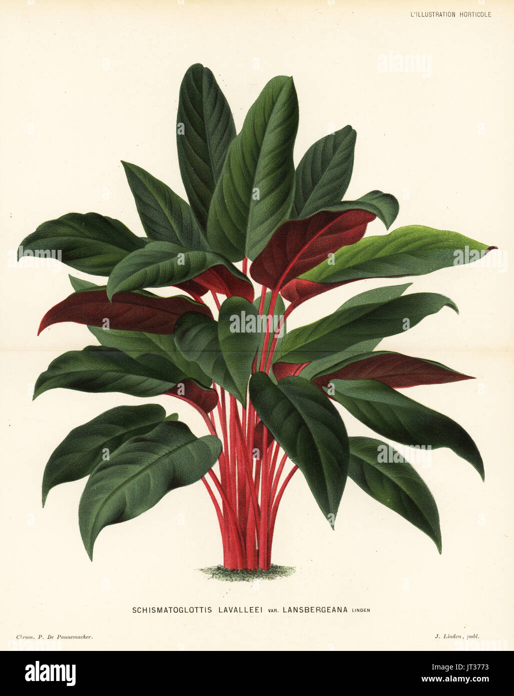 Apoballis acuminatissima foliage plant (Schismatoglottis lavallei var ...