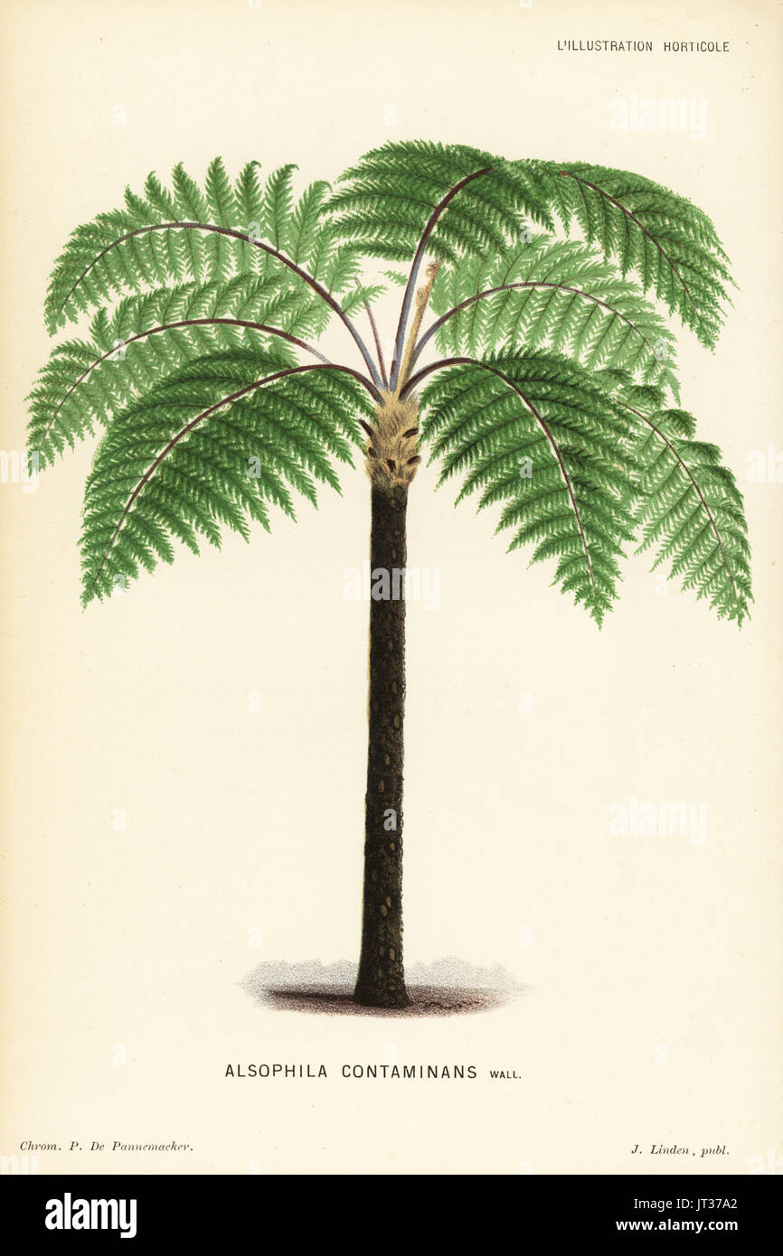 Cyathea contaminans tree fern (Alsophila contaminans). Chromolithograph ...