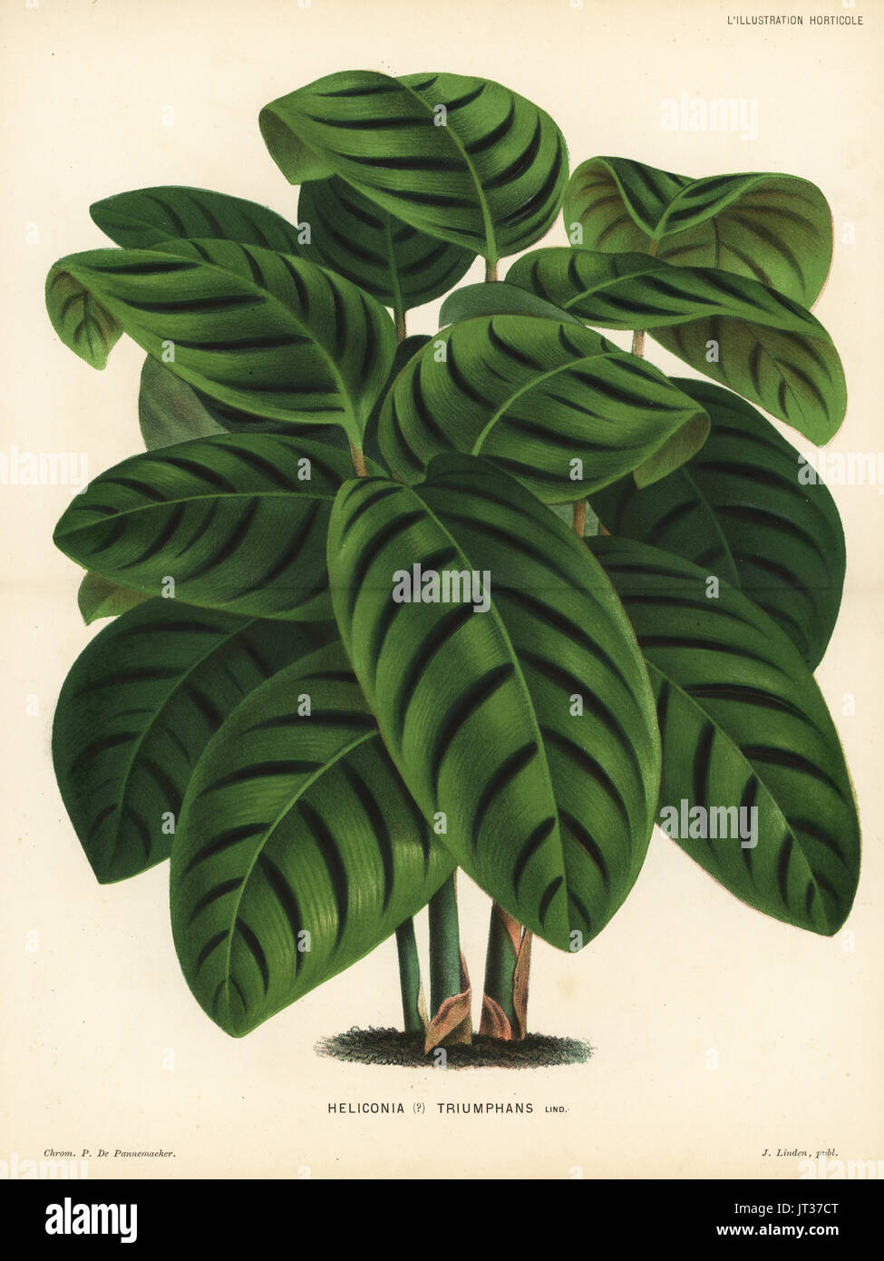 Phrynium villosulum foliage plant (Heliconia triumphans ...