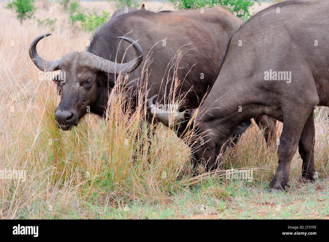 Savanna buffaloes hi-res stock photography and images - Alamy