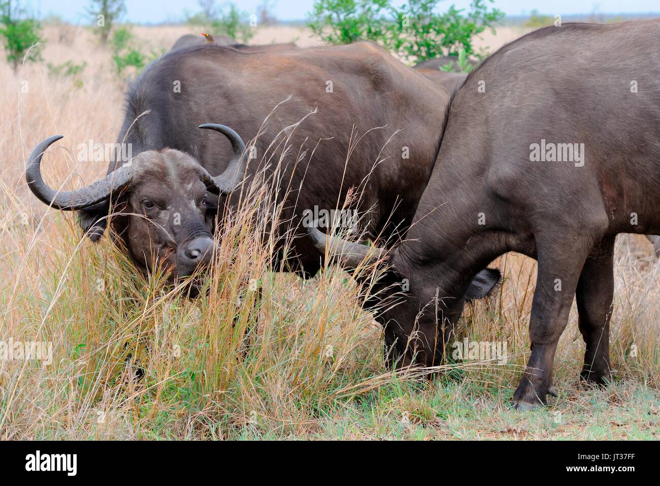 Big high five hi-res stock photography and images - Alamy