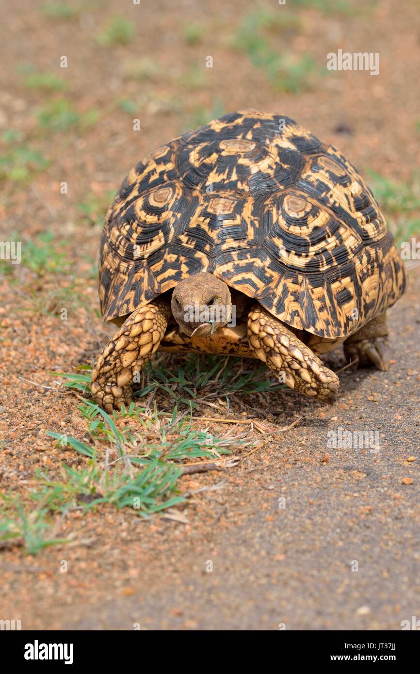 Leopard tortoise (Stigmochelys pardalis), moving along a paved road ...